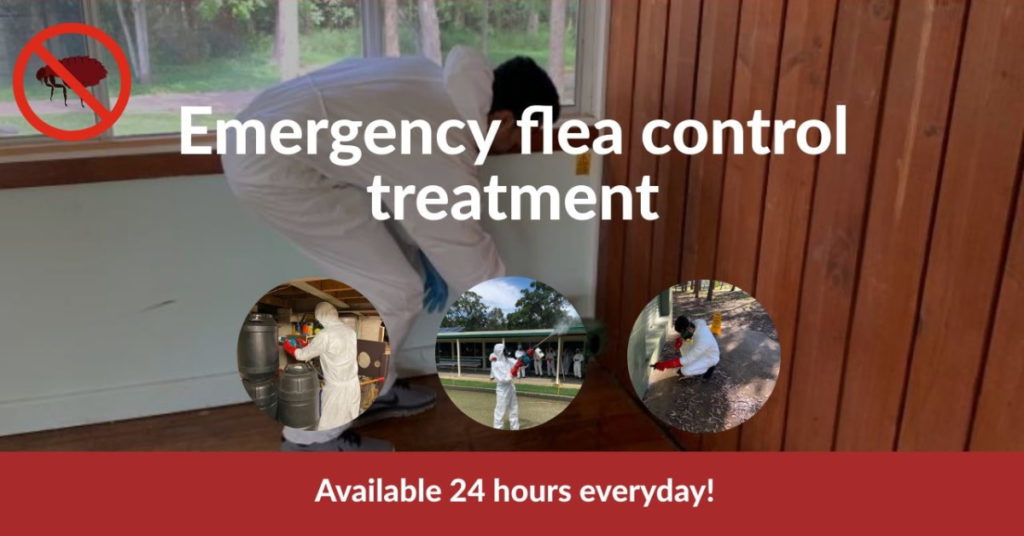 Fleas Control Brisbane - 0480 022 718 - Emergency Residential ...