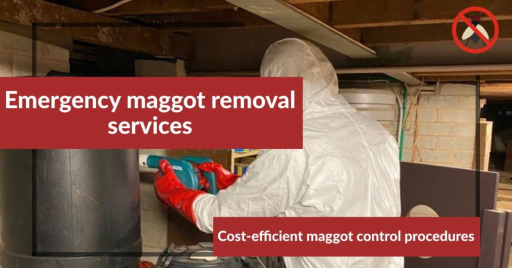 Maggots Control Adelaide - Emergency & Same-Day Maggot Removal & Cost ...
