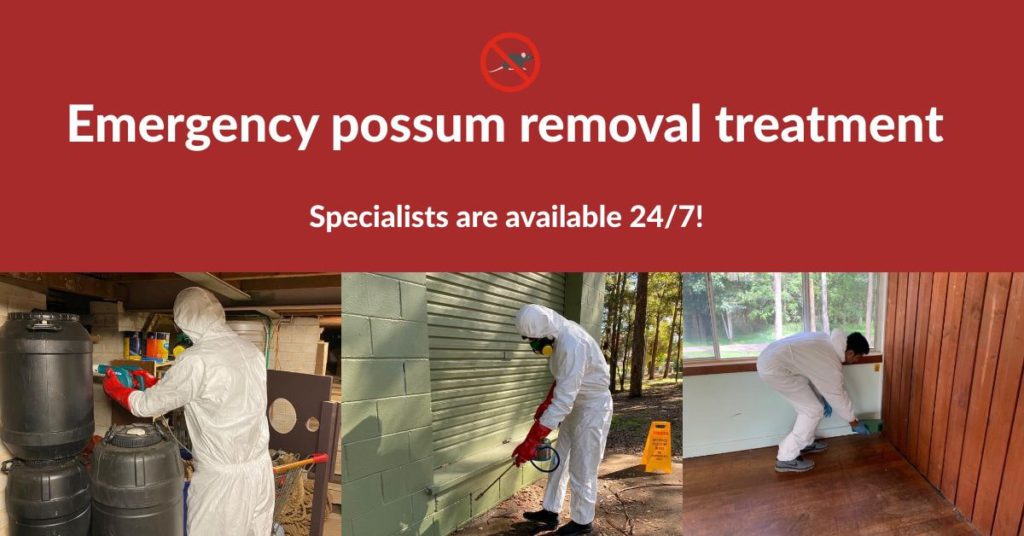 Possum Control Bribie Island - 0480 022 718 - Emergency Residential ...