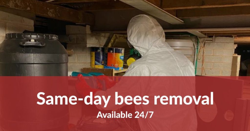 Bees Control Gold Coast - 0480 022 718 - Emergency Residential ...