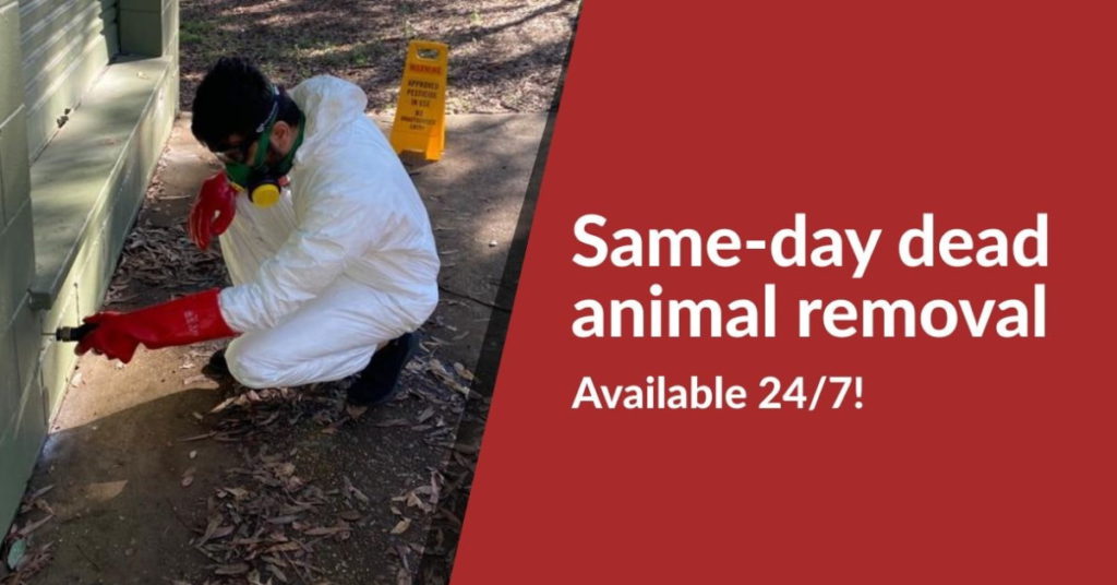 Dead Animal Removal Katoomba - 0480 022 718 - Emergency Residential ...