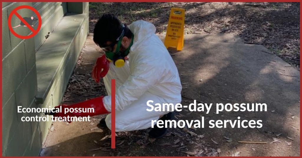 Possum Control Bribie Island - 0480 022 718 - Emergency Residential ...